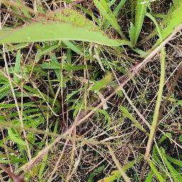 Sonchus hydrophilus from 809 N Branch Rd, North Branch QLD 4370 ...