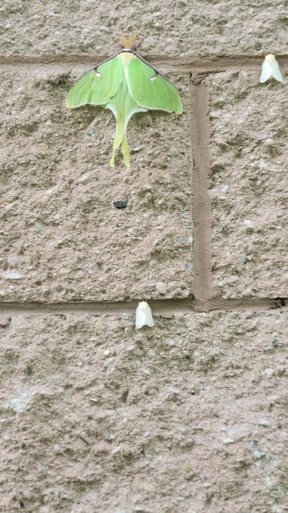 North American Luna Moth from Carling, ON P0G, Canada on June 5, 2024 ...