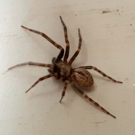 Grey House Spider in April 2024 by Wendy Gollan · iNaturalist