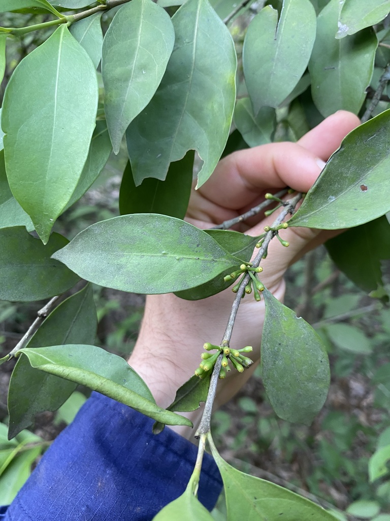 Something from Chisholm, NSW, AU on June 5, 2024 at 01:40 PM by Nic ...