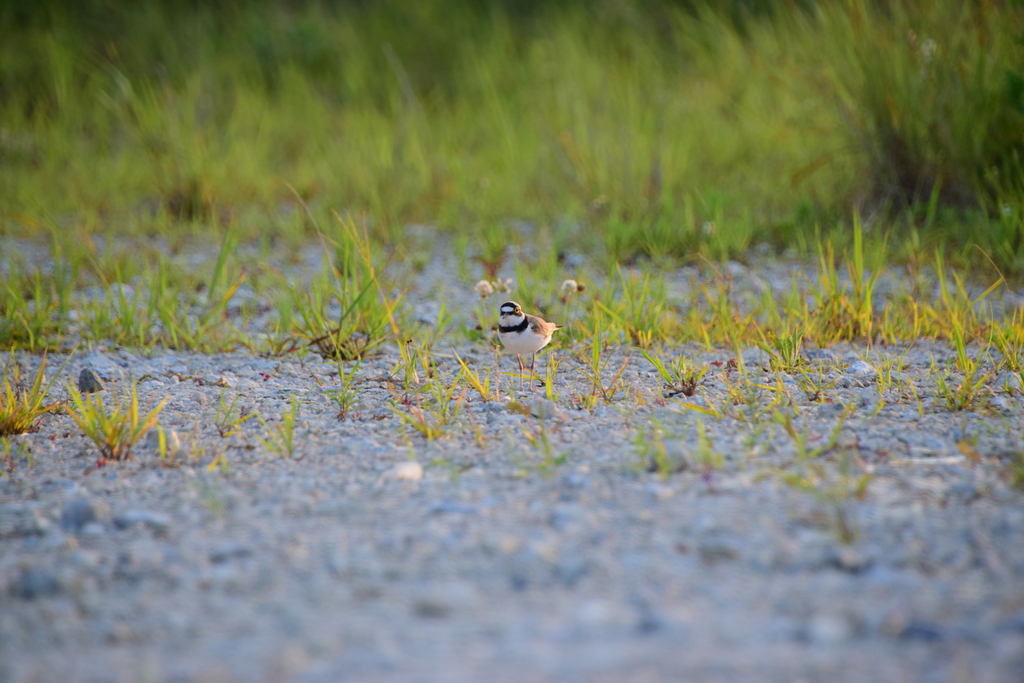 Little Ringed Plover from Tancha, Onna, Kunigami District, Okinawa 904 ...