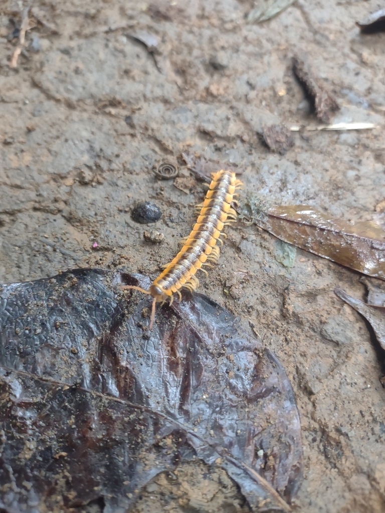 Leptodesmidea from Puntarenas Province, Monteverde, Costa Rica on May ...