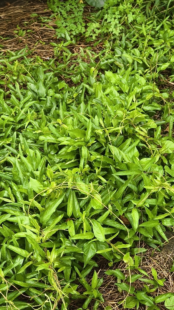 skunk vine from Yulin, TW-TA, TW on June 6, 2024 at 05:36 PM by 古國順 ...