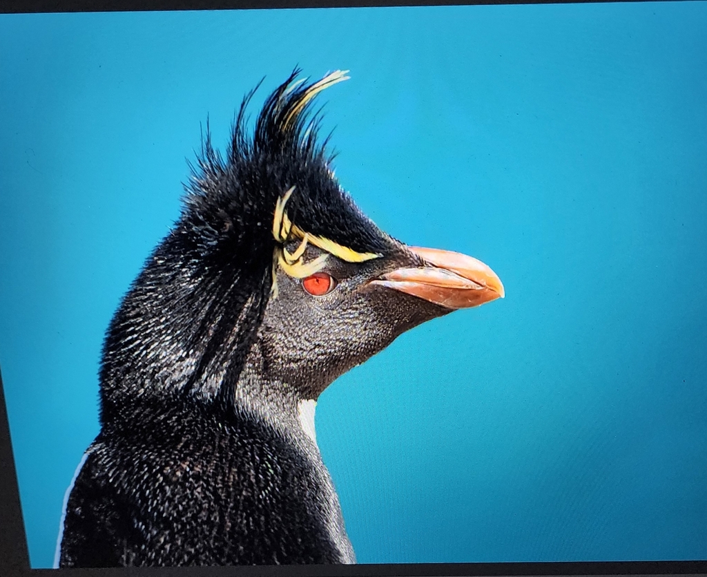 Southern Rockhopper Penguin in January 2024 by Henry Sandi Amador ...