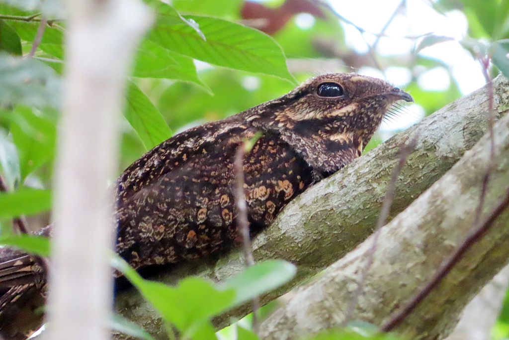 Gray Nightjar in April 2024 by Carol Kwok · iNaturalist
