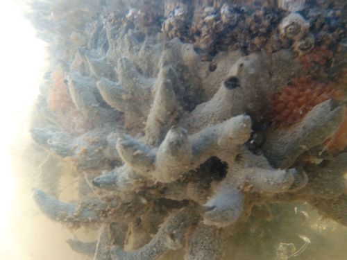 Demosponja (Lissodendoryx isodictyalis)