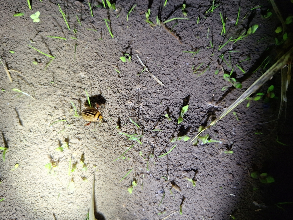 Hydaticus grammicus from 869-2602日本 on June 5, 2024 at 11:06 PM by Chun ...