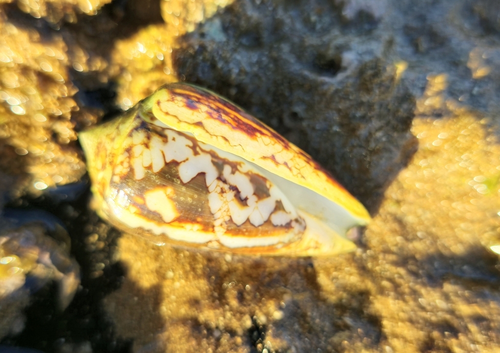 Queen Victoria Cone from Finucane WA 6722, Australia on June 6, 2024 at ...