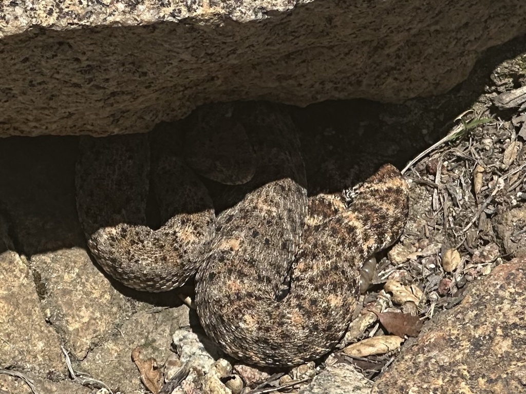 Southwestern Speckled Rattlesnake from San Pasqual, Poway, CA, US on ...