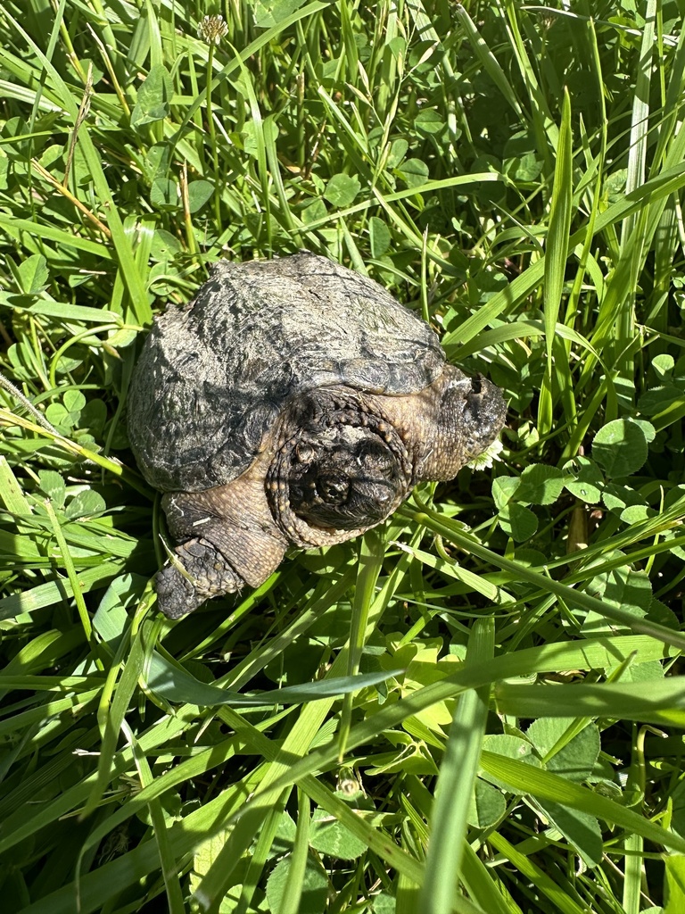 Common Snapping Turtle from Lansing, MI, US on June 6, 2024 at 11:04 AM ...