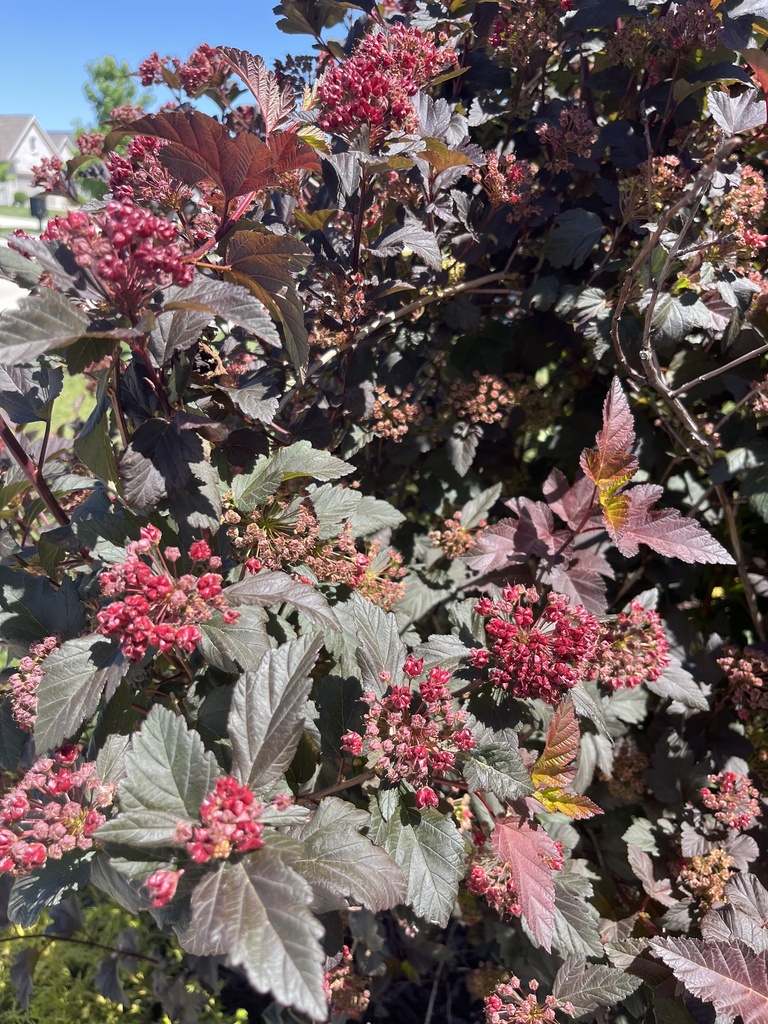ninebarks from Windward Dr, Berkey, OH, US on June 6, 2024 at 11:49 AM by aurora1950 · iNaturalist
