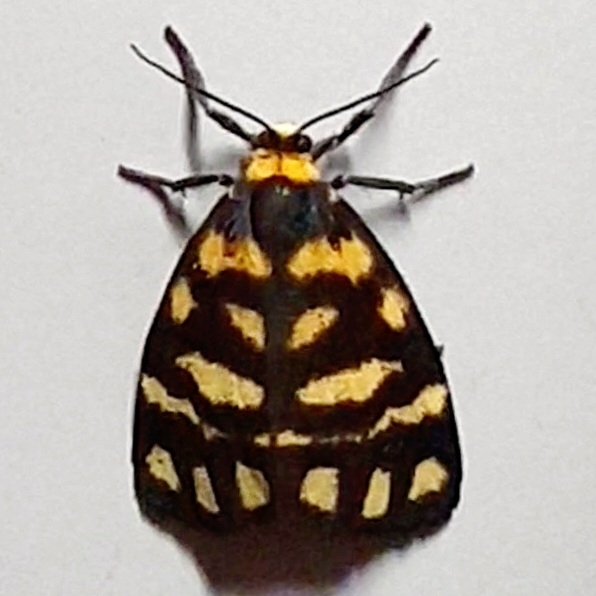 Lydia Lichen Moth in April 2024 by Wendy Gollan · iNaturalist