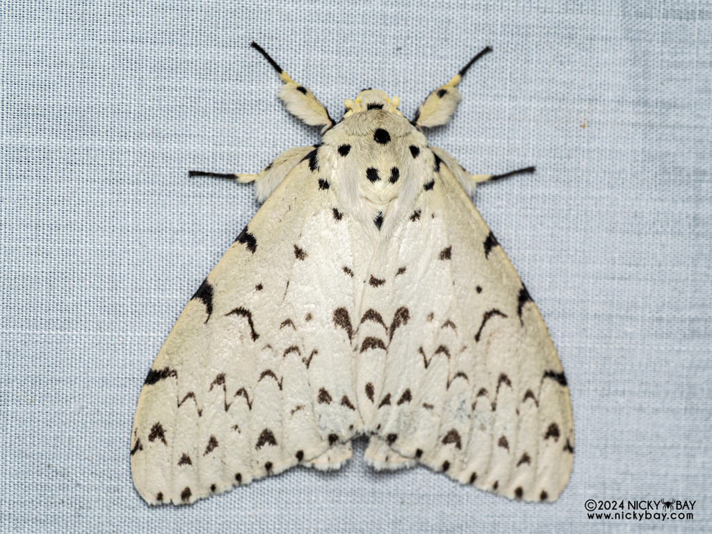 Lymantria sapaensis from GGW6+VVF, Ban Luang, Chom Thong District ...