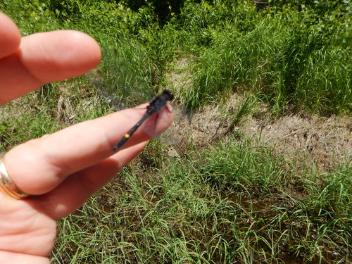 Observations by peterhazelton · iNaturalist