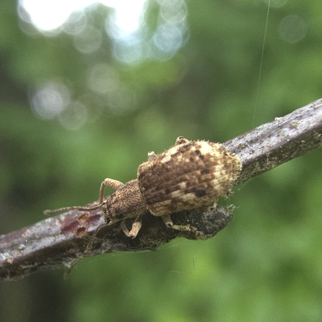Peach Root Weevil in June 2024 by Amelio Little · iNaturalist