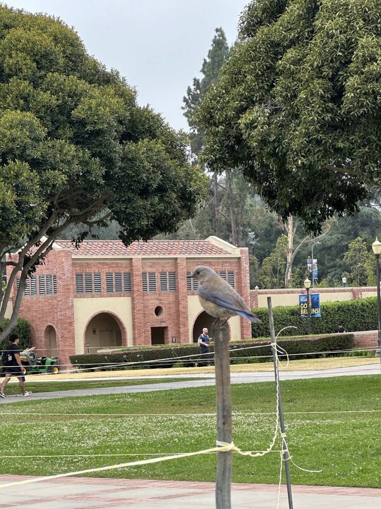 Western Bluebird from University of California, Los Angeles, CA, US on ...