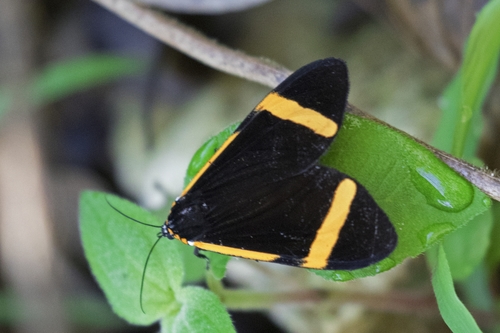 Genus Sermyla · iNaturalist