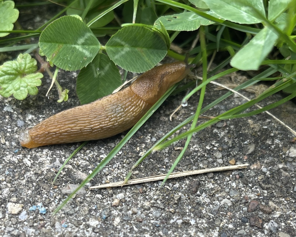 Western Dusky Slug in June 2024 by Lisa Keneipp · iNaturalist