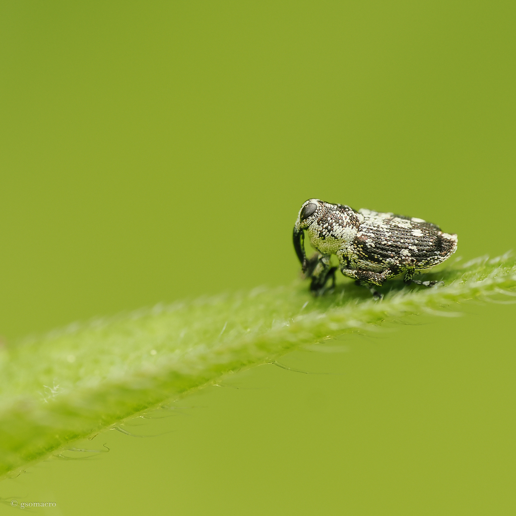 Cylindrocopturus quercus from Greensboro, NC, USA on May 10, 2024 at 04 ...