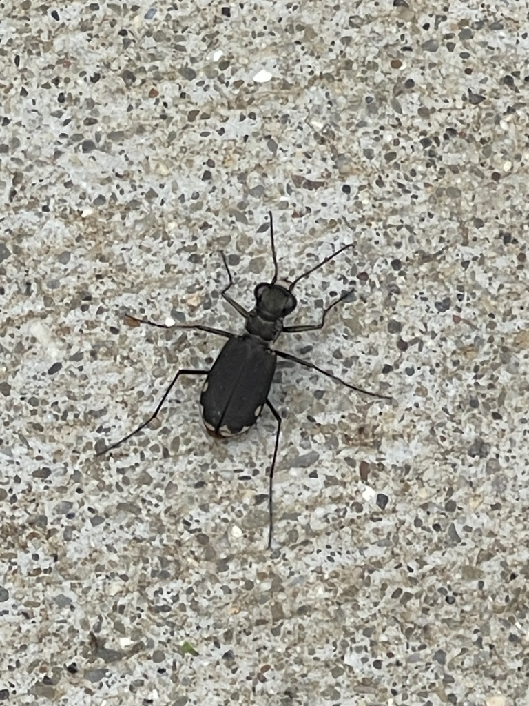 Eastern Red-bellied Tiger Beetle from Hocking Hills State Park, Logan ...