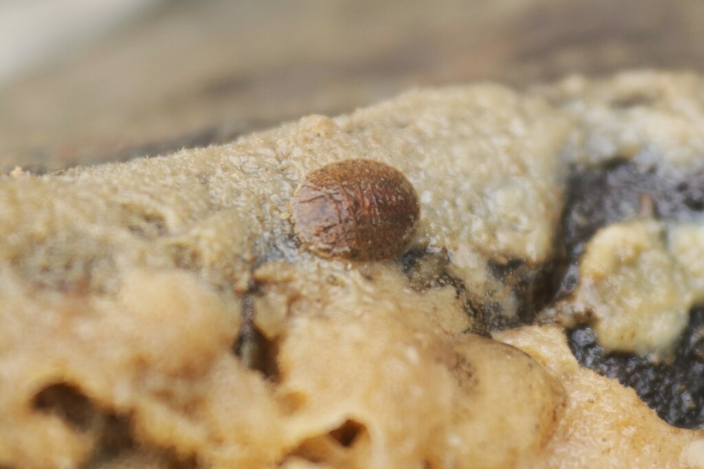 Herrick's Water Penny Beetle in June 2024 by brandonh1 · iNaturalist