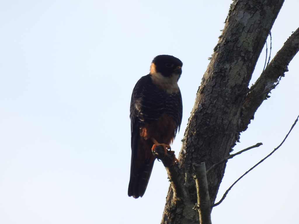Bat Falcon from Dagua, Valle del Cauca, Colombia on February 7, 2024 at ...