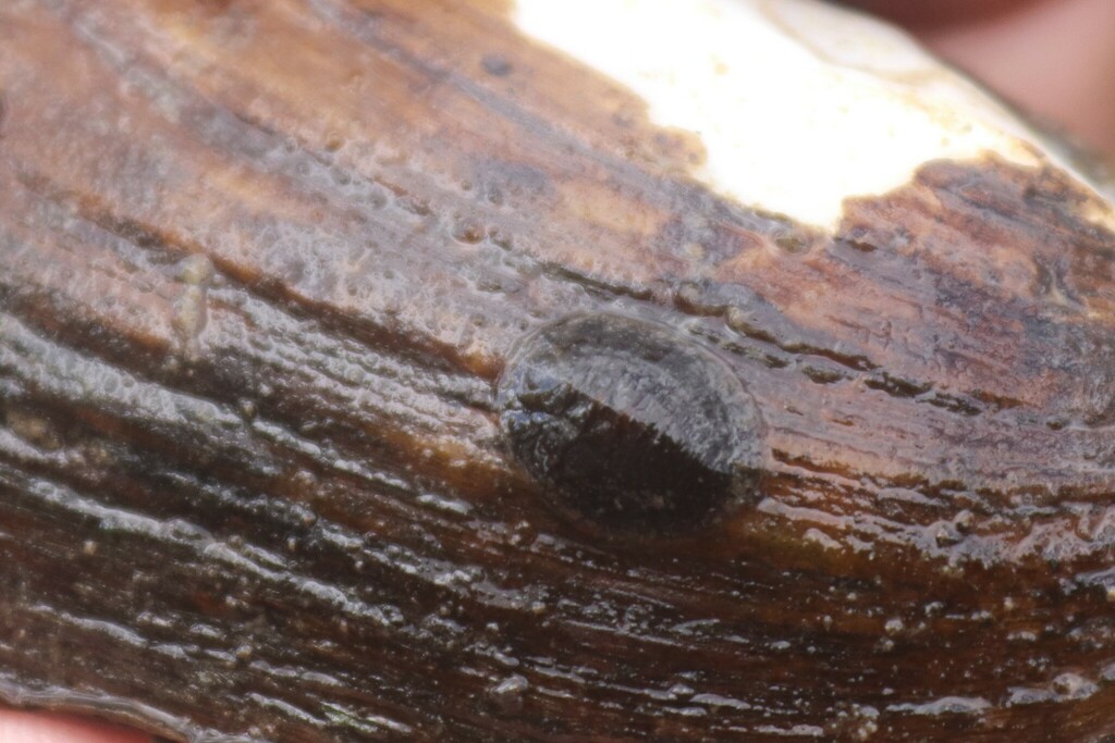 Herrick's Water Penny Beetle in June 2024 by brandonh1 · iNaturalist