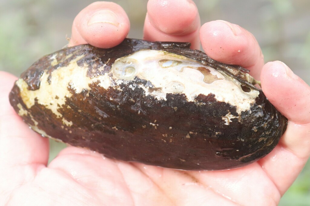 Black Sandshell in June 2024 by brandonh1 · iNaturalist