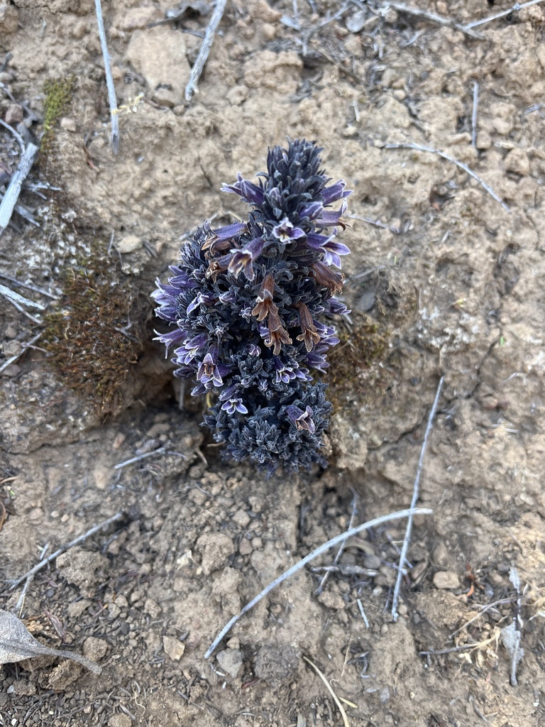 Chaparral Broomrape from Mount Diablo State Park, Clayton, CA, US on ...