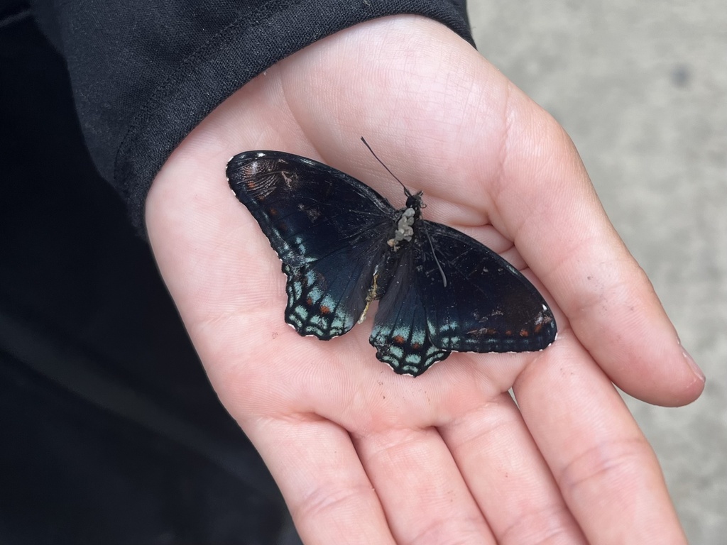 Red-spotted Purple from Michigan Hollow Rd, Spencer, NY, US on June 5 ...