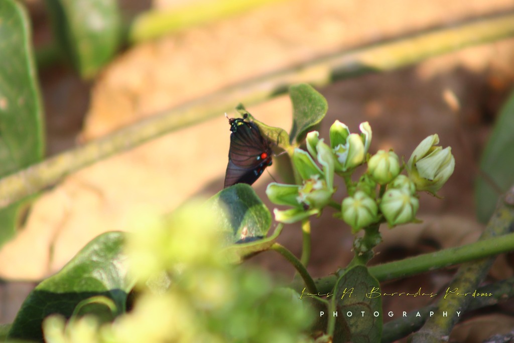 Brangas from Reserva Territorial, Col. Santa Bárbara, Ver., México on ...