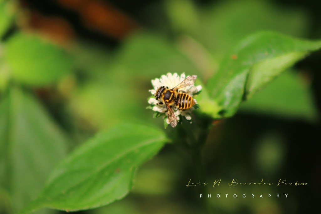 Mason, Leafcutter, Carder, and Resin Bees from Nido del Halcón, Col ...