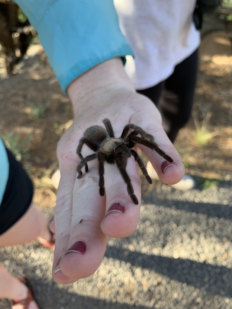 Texas Brown Tarantula from Kiowa National Grassland, Mills, NM, US on ...