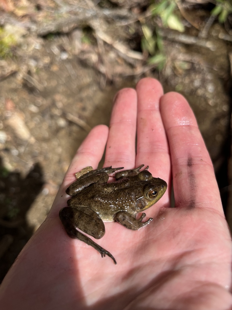 American Bullfrog in March 2024 by jeffrey janson · iNaturalist
