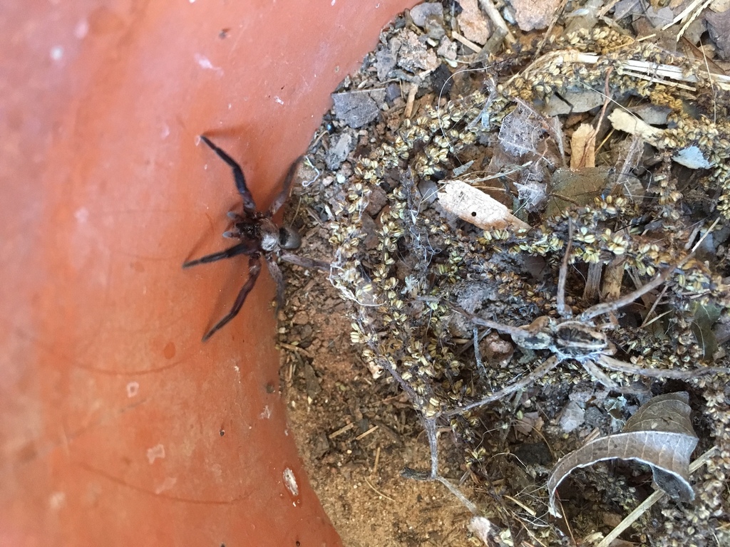 Teminius affinis from FM 1082, Abilene, TX, US on May 17, 2019 at 01:16 ...