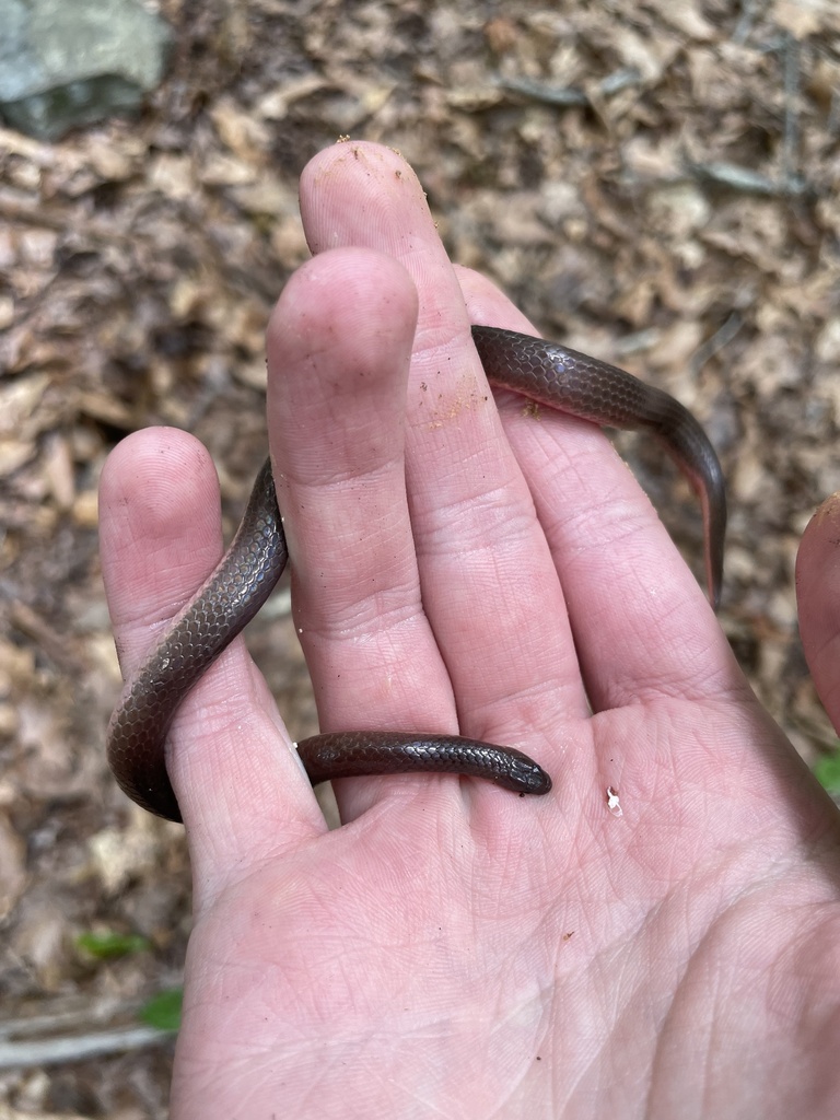 Eastern Worm Snake in May 2023 by jeffrey janson · iNaturalist