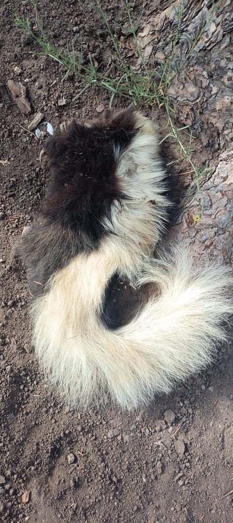 Striped Skunk from 33266 Majalca, Chih., México on June 6, 2024 at 05: ...