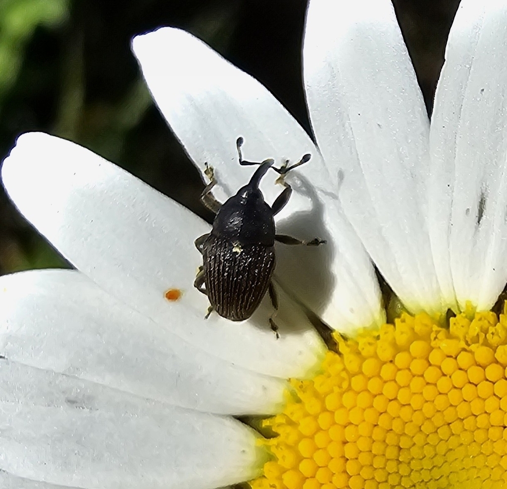 Daisy Flower Weevil from St Anne Township, IL, USA on June 6, 2024 at ...