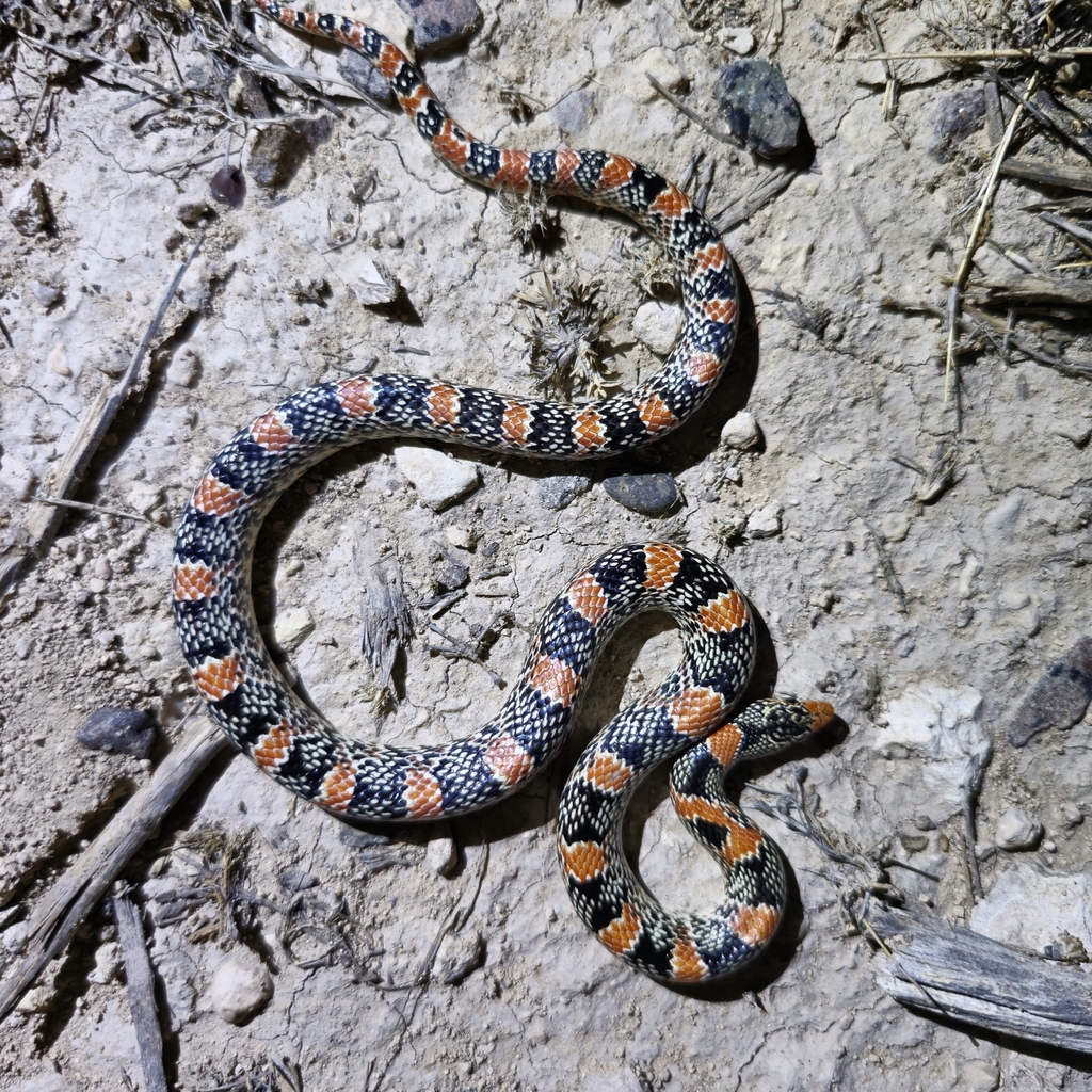 Long-nosed Snake in June 2024 by dannysanders. WTX · iNaturalist