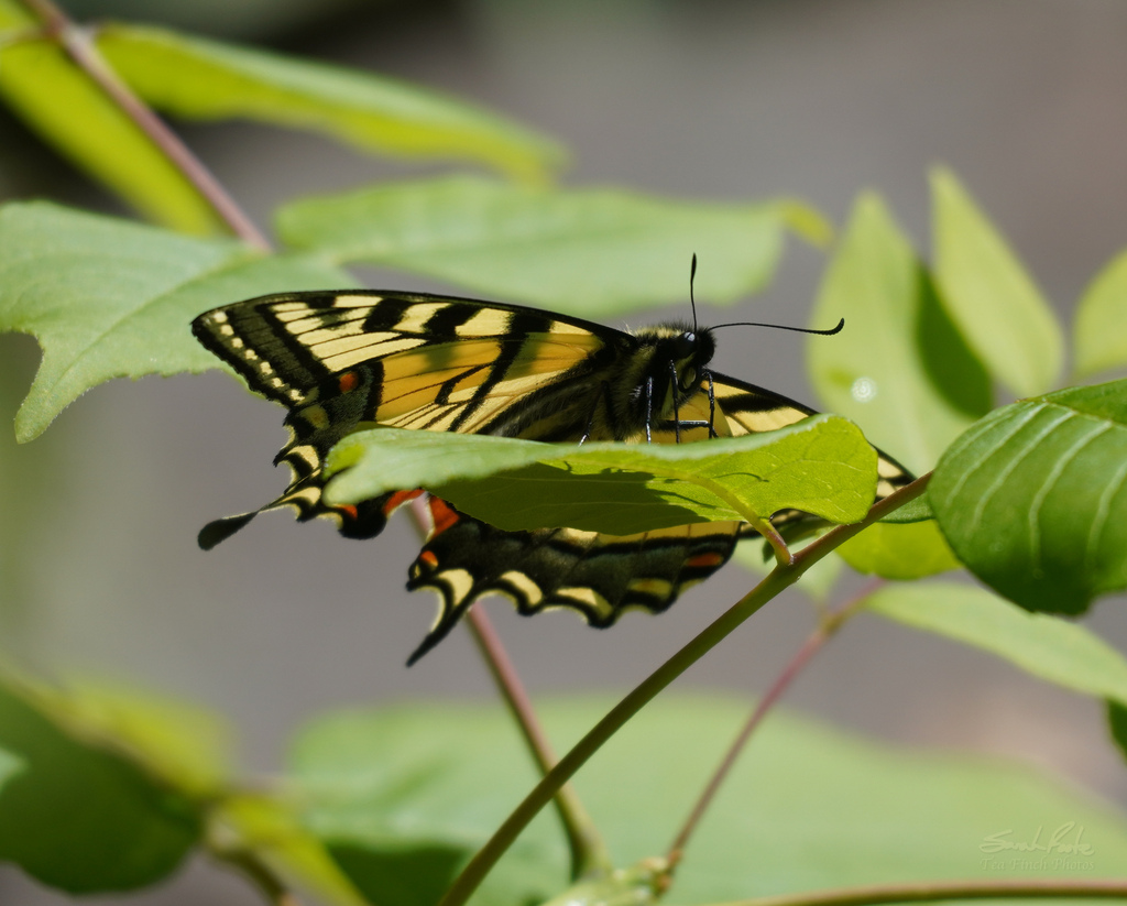 Canadian Tiger Swallowtail from Kings County, NS, Canada on June 4 ...