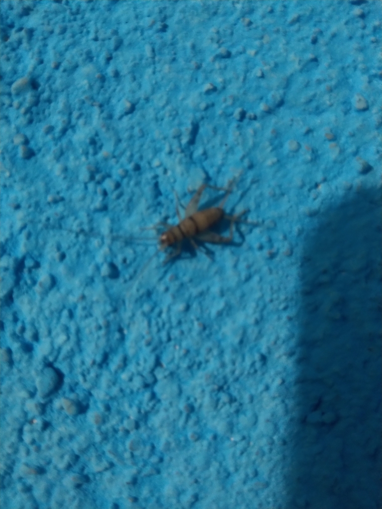 Tropical House Cricket from Carlos A. Madrazo Pob C 41, 86402 C-41, Tab ...