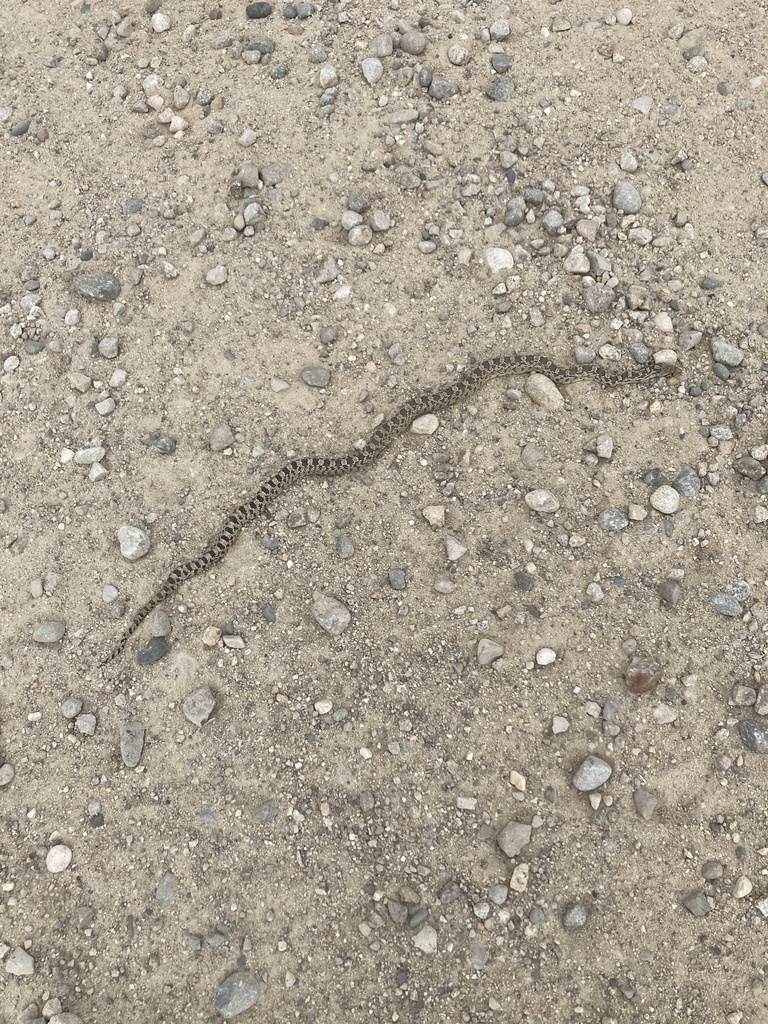 Great Basin Gopher Snake from Morley Nelson Snake River Birds of Prey ...