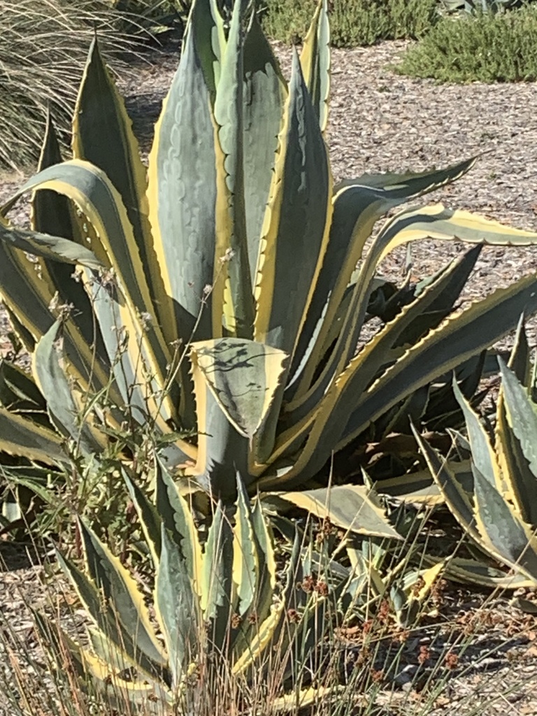 American century plant from California State University, Dominguez ...