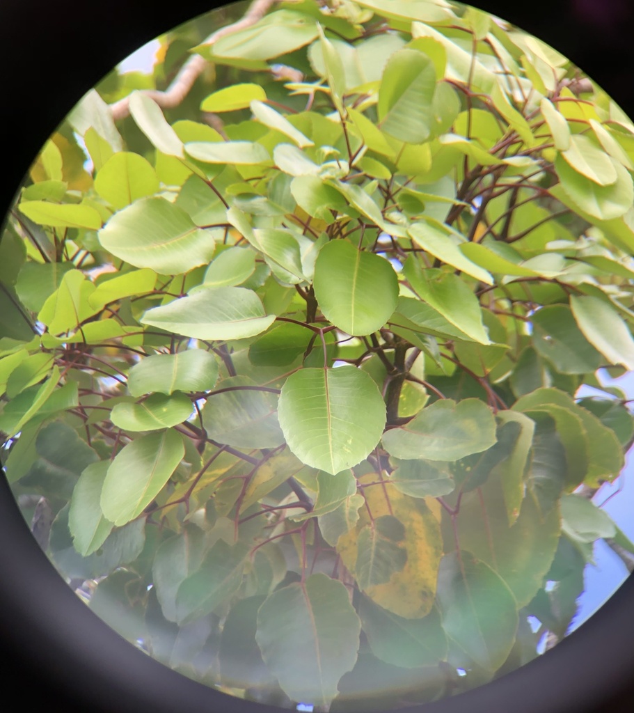 ʻŌlapa in June 2024 by Adrian Burke. C. trigynum or C. fauriei ...