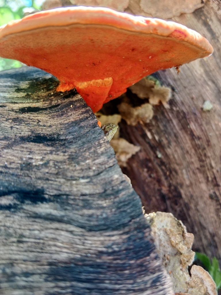 Fungi Including Lichens from East Lismore NSW 2480, Australia on June 7 ...