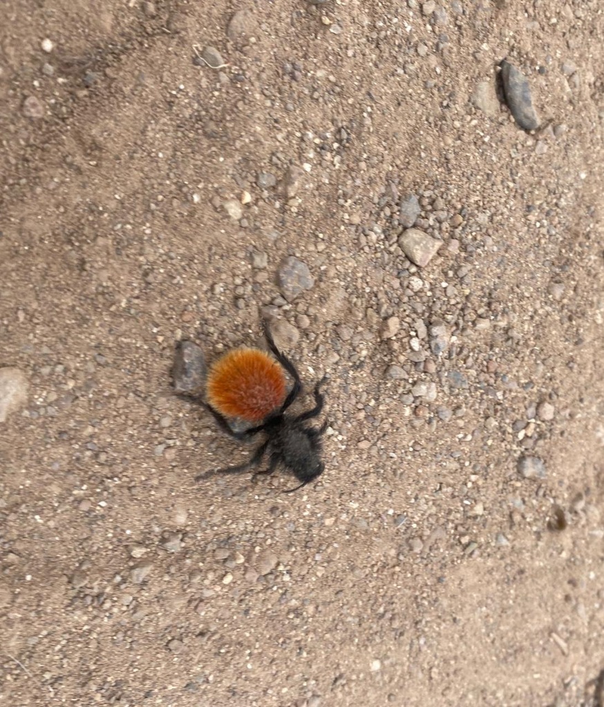 Magnificent Velvet Ant from Playas de Rosarito, B.C., MX on June 6 ...