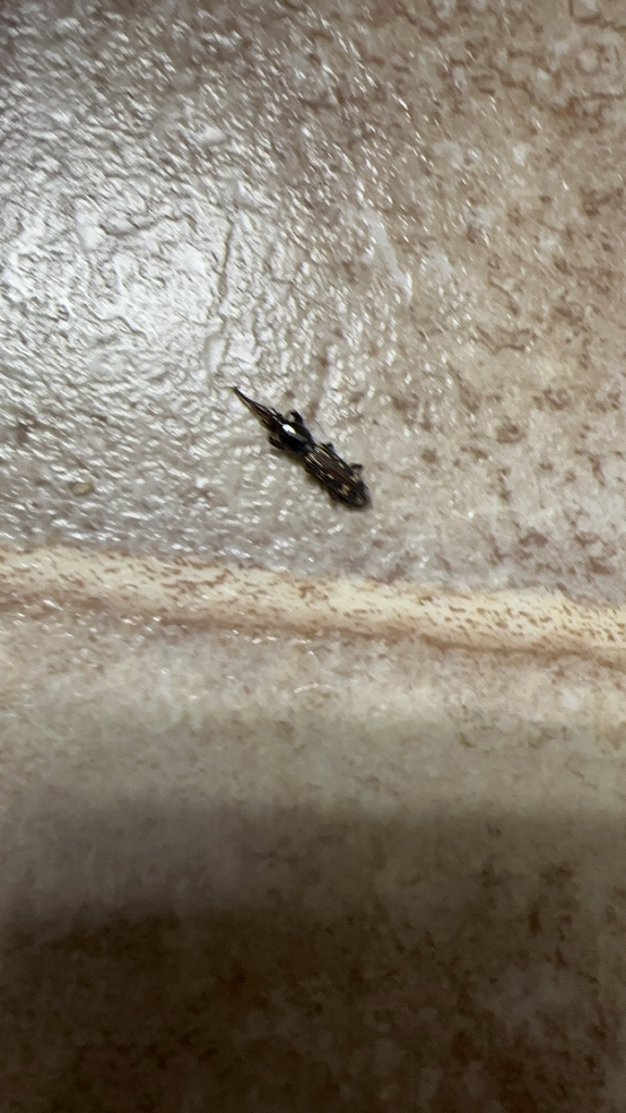 Oak Timberworm from O'Fallon on June 6, 2024 at 09:19 PM by Aaron ...