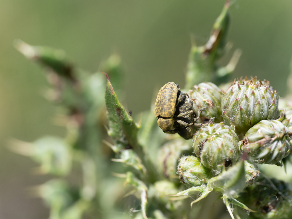 Canada Thistle Bud Weevil from Central Park, Denver, CO, USA on June 6 ...