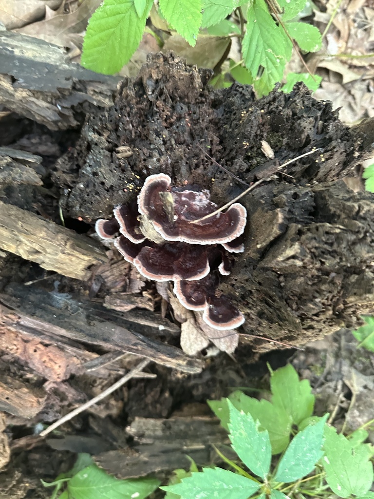 Nigroporus vinosus from Walden Meadow Dr, Memphis, TN, US on June 2 ...