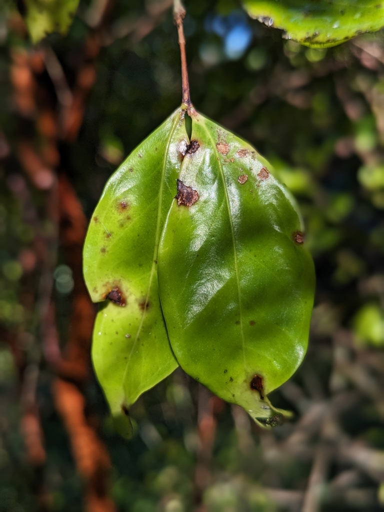 Myrtle Rust from Monaltrie NSW 2480, Australia on June 7, 2024 at 10:56 ...